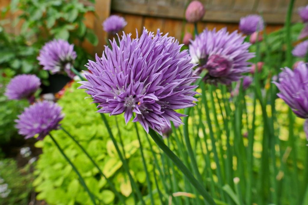 Flora 2022 – Been & Seen